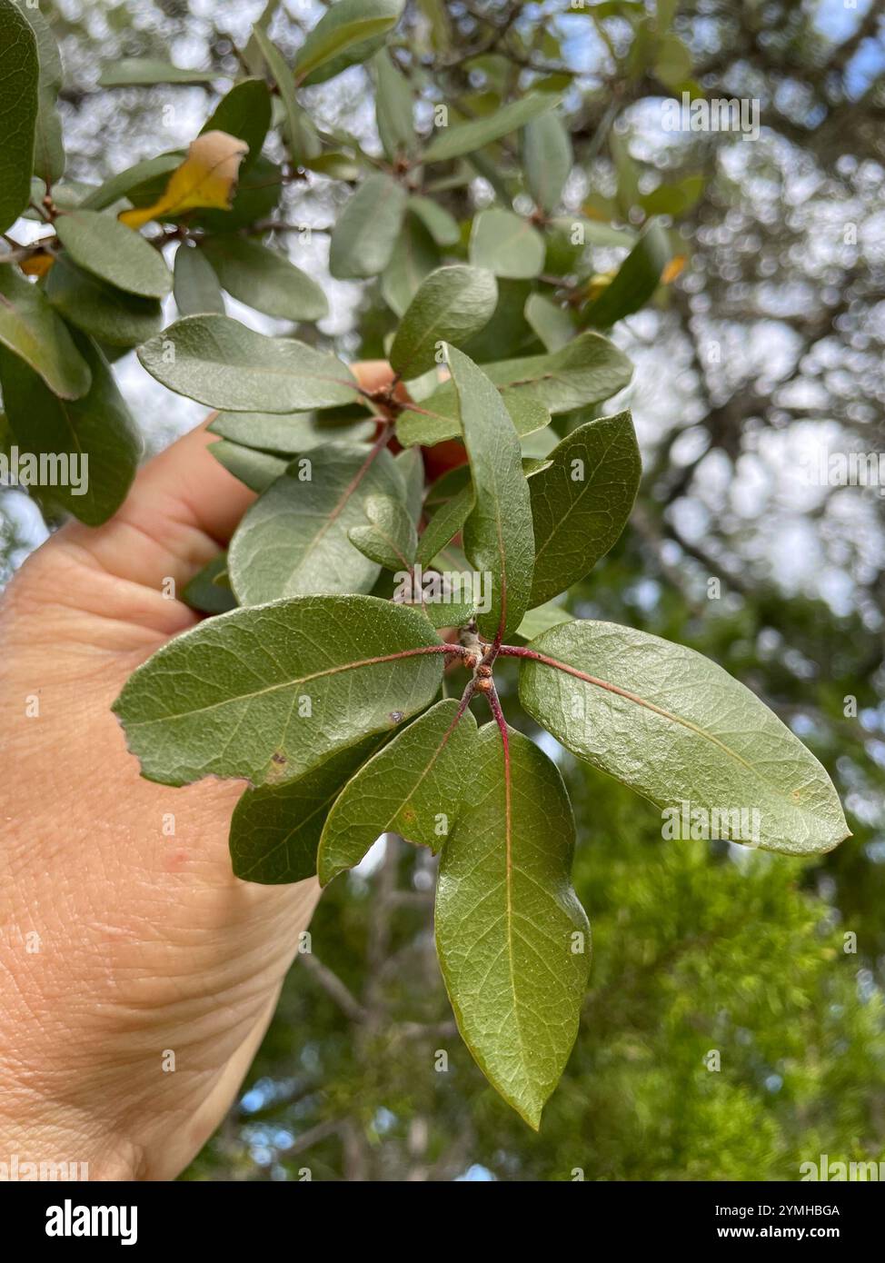 Texas live oak (Quercus fusiformis Stock Photo - Alamy