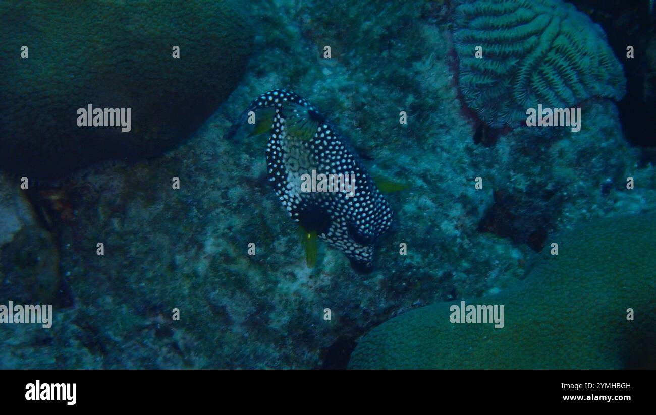 Smooth Trunkfish (Lactophrys triqueter Stock Photo - Alamy