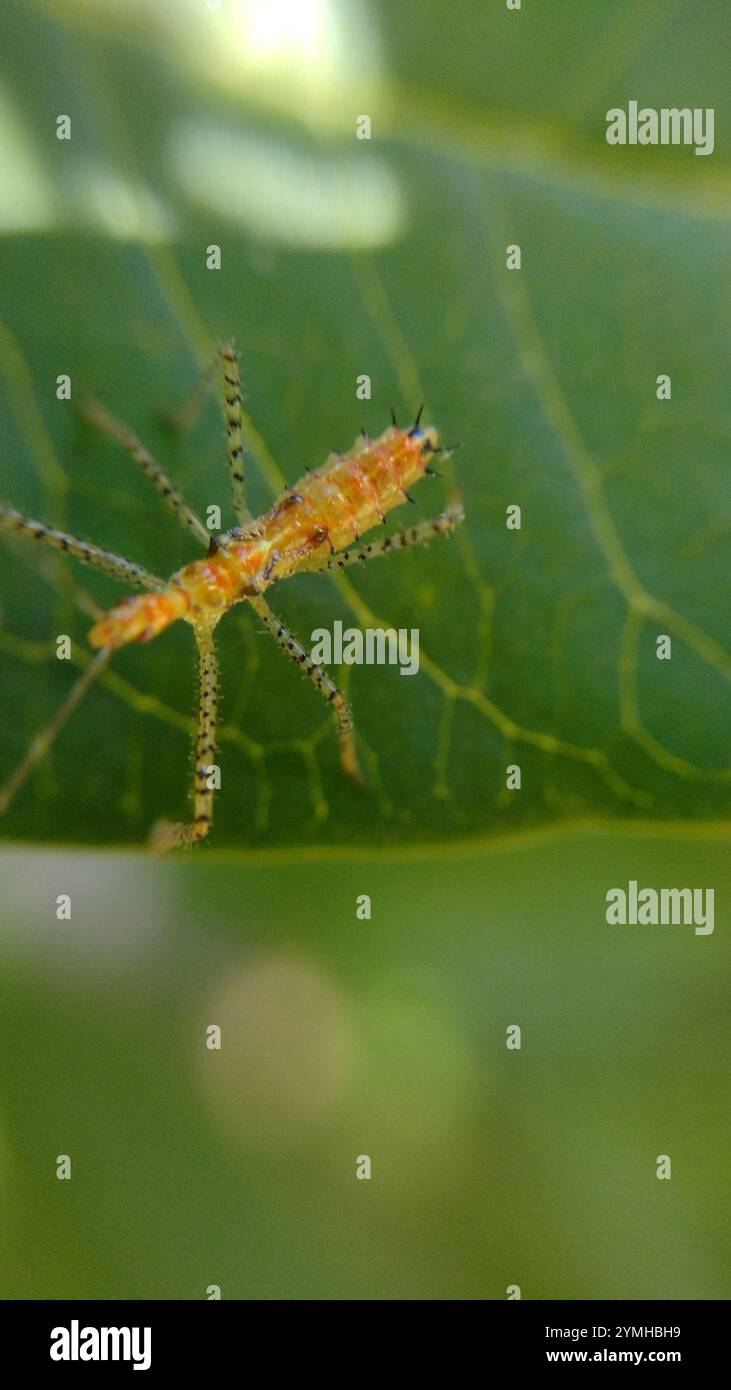 Leafhopper Assassin Bug (Zelus renardii Stock Photo - Alamy