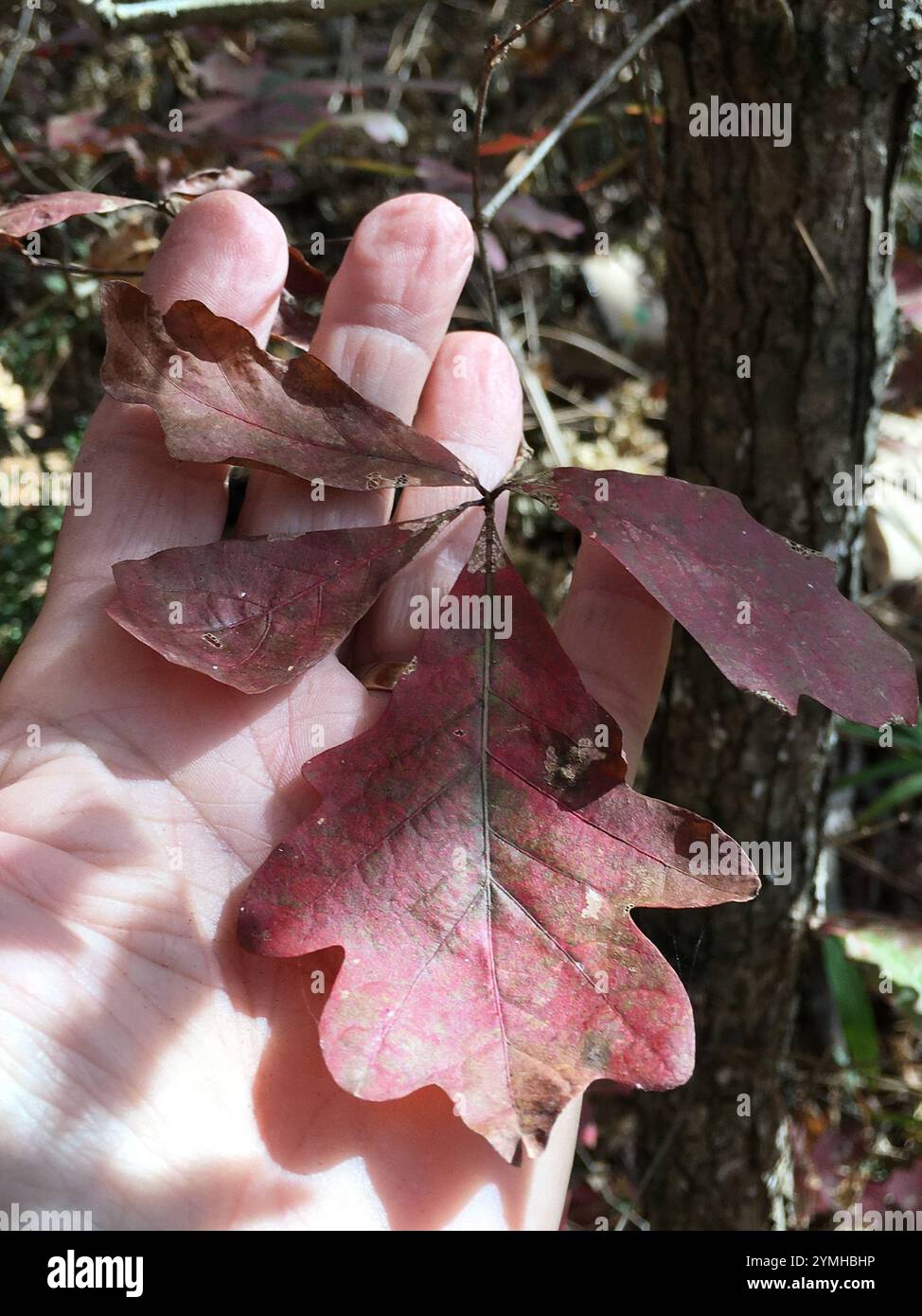 white oak (Quercus alba Stock Photo - Alamy