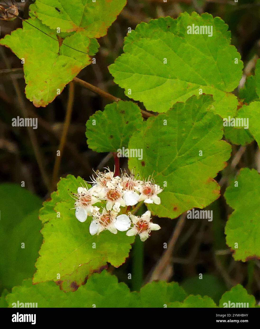 common ninebark (Physocarpus opulifolius Stock Photo - Alamy