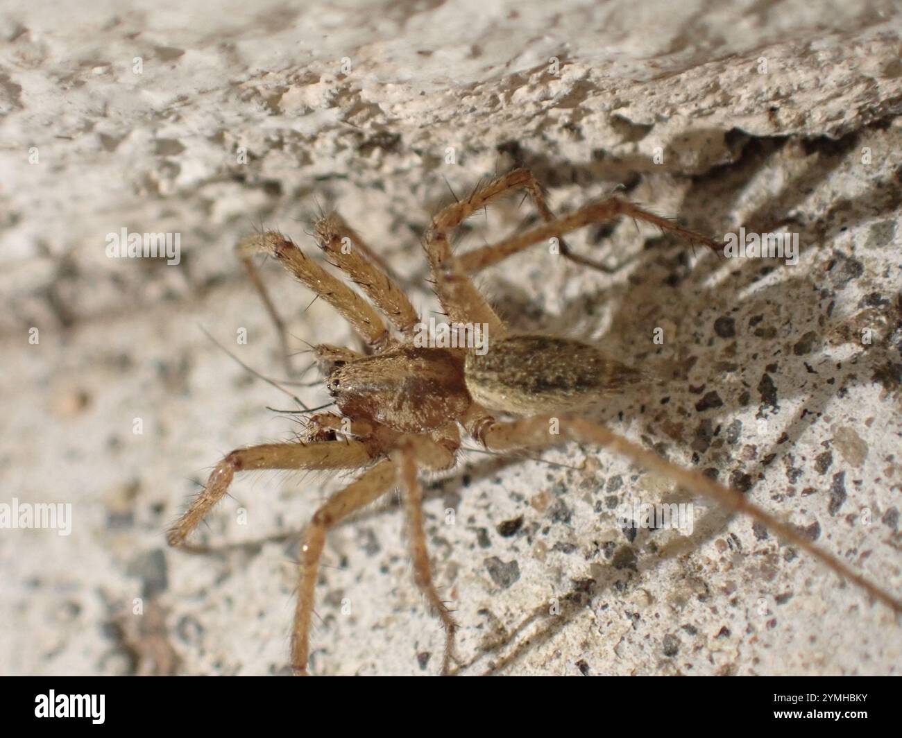 Funnel Weavers (Agelenidae Stock Photo - Alamy