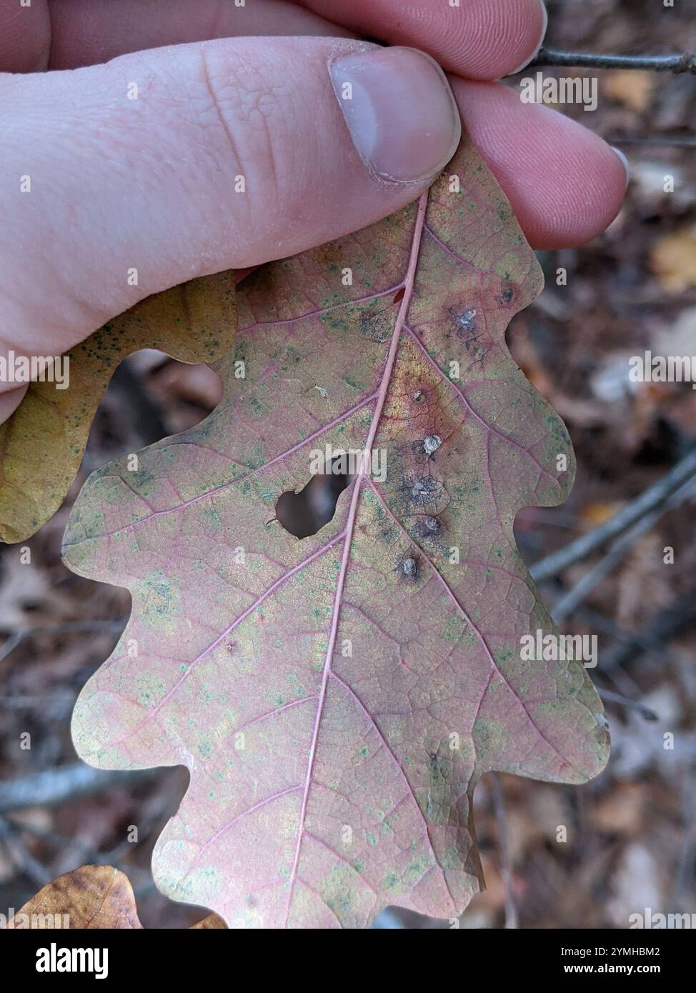 oak flake gall wasp (Neuroterus quercusverrucarum Stock Photo - Alamy