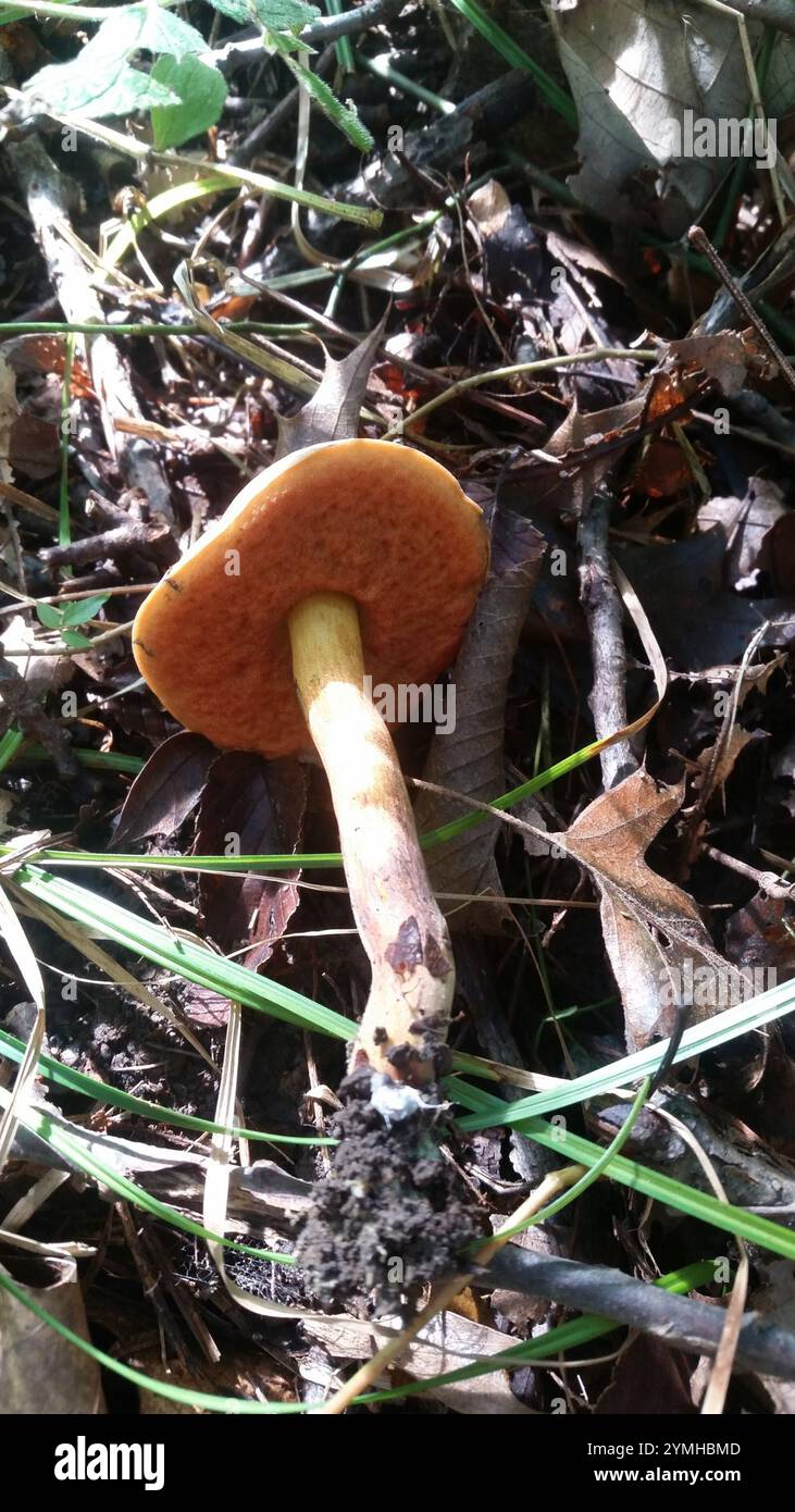 Red-mouth Bolete (Neoboletus subvelutipes Stock Photo - Alamy