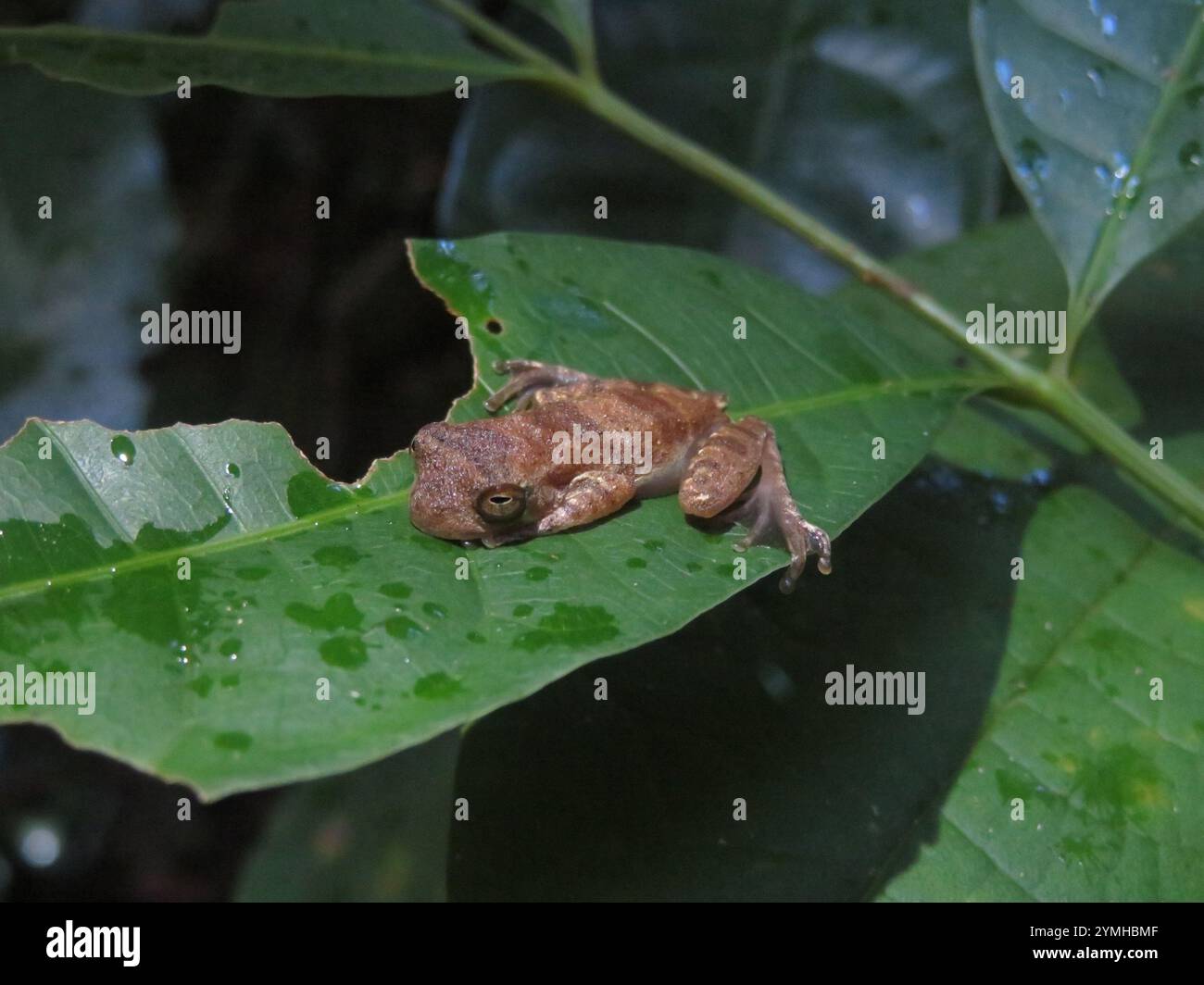 Lesser Tree Frog (Dendropsophus minutus Stock Photo - Alamy