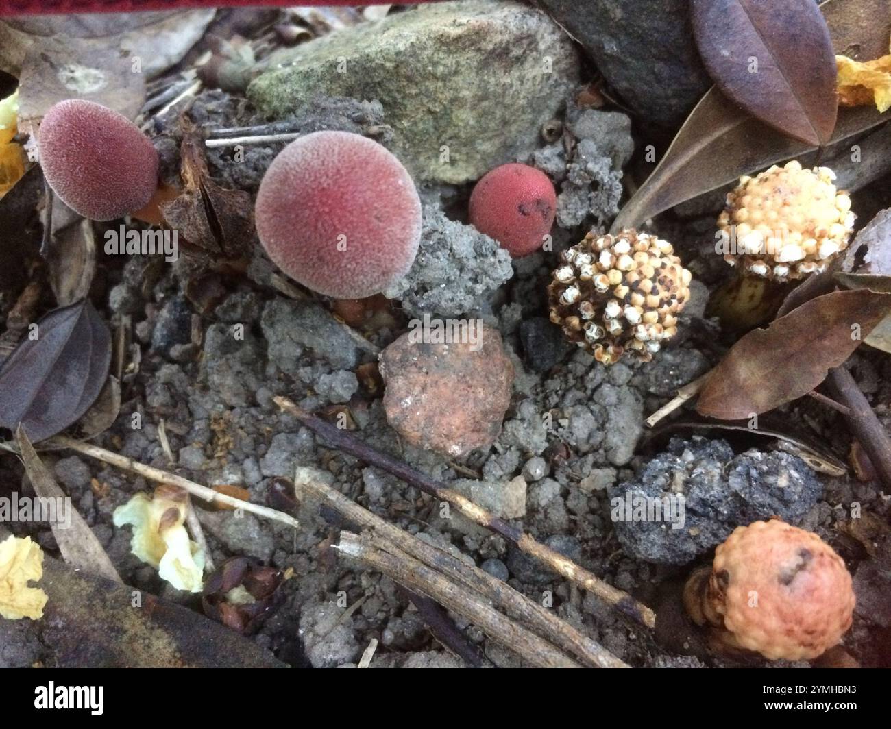 Harland’s Balanophora (Balanophora harlandii Stock Photo - Alamy