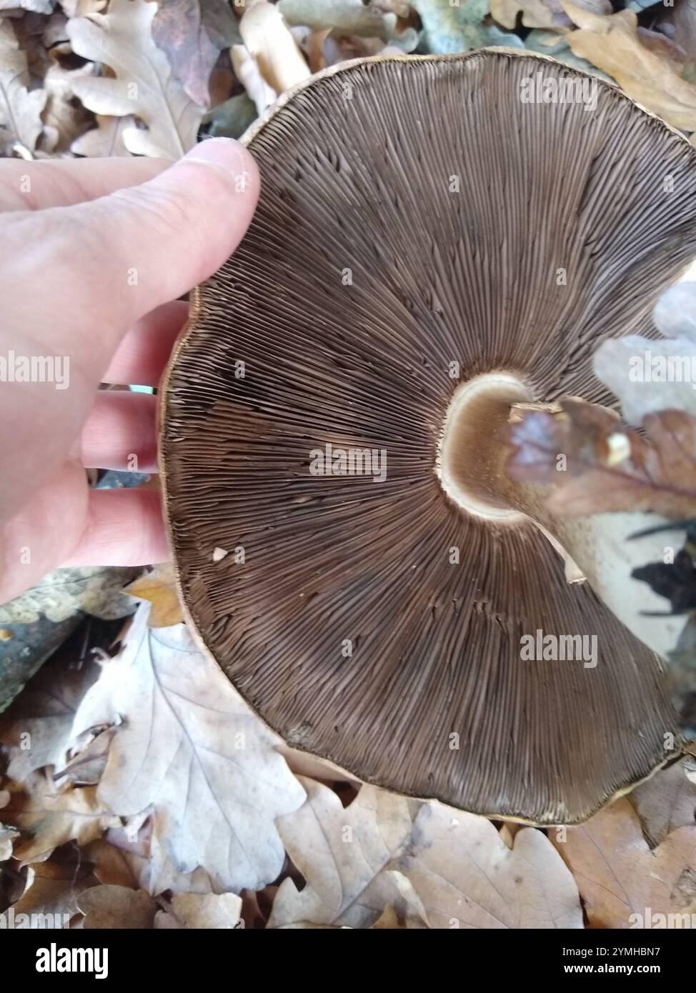 Yellow Stainer (Agaricus xanthodermus Stock Photo - Alamy