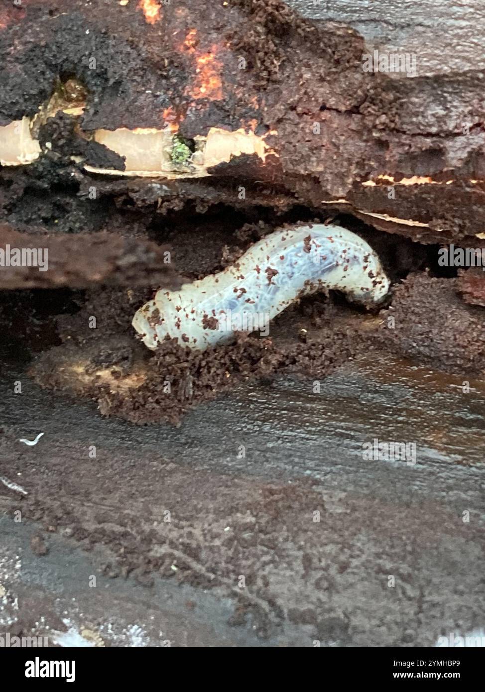 Typical Crane Flies (Tipuloidea Stock Photo - Alamy