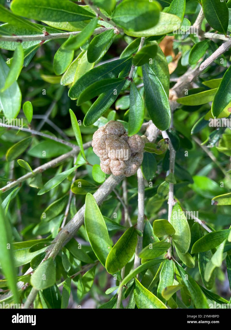 bacterial crown gall (Agrobacterium radiobacter Stock Photo - Alamy