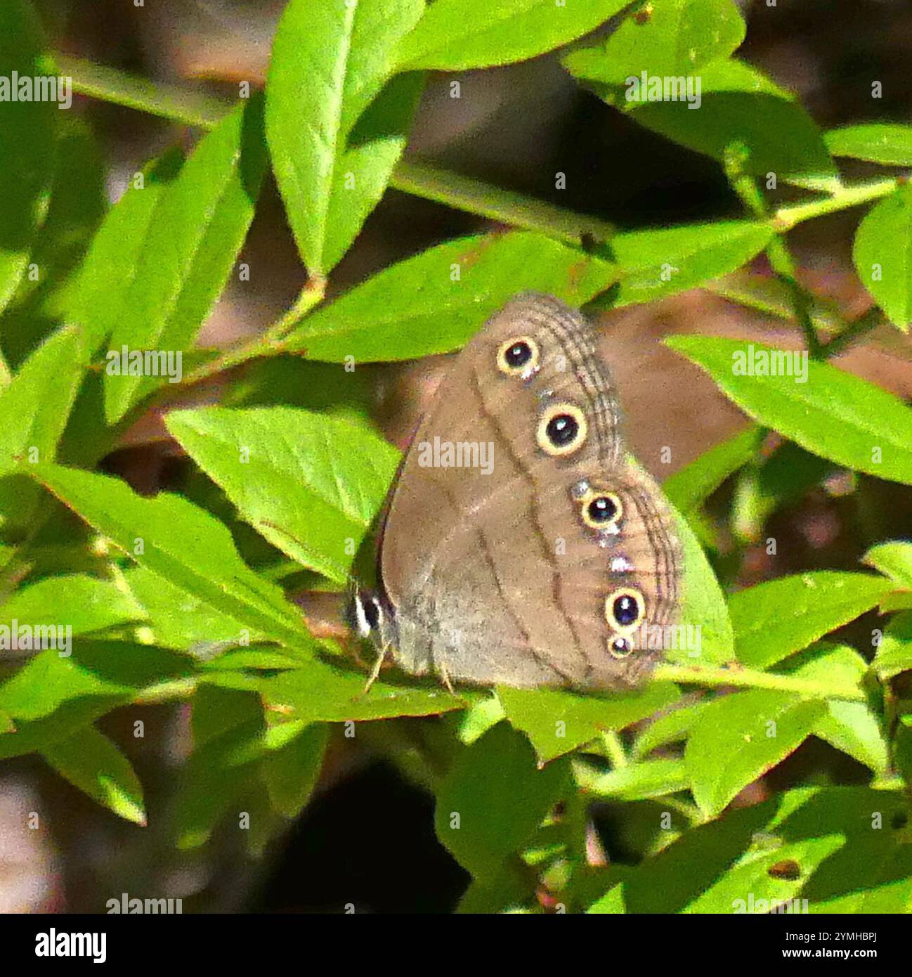 Little Wood Satyr (Megisto cymela Stock Photo - Alamy