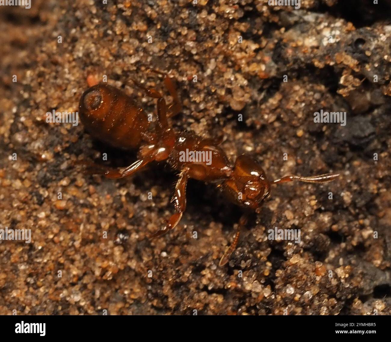 Common Citronella Ant (Lasius claviger Stock Photo - Alamy