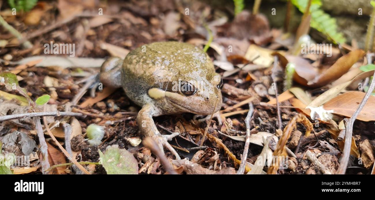 Eastern banjo frog hi-res stock photography and images - Alamy
