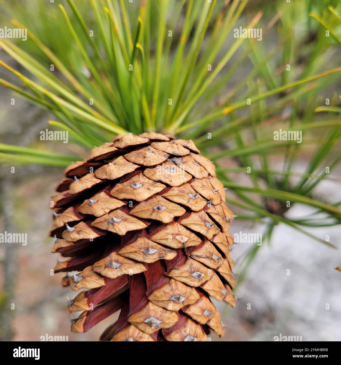 pitch pine (Pinus rigida Stock Photo - Alamy