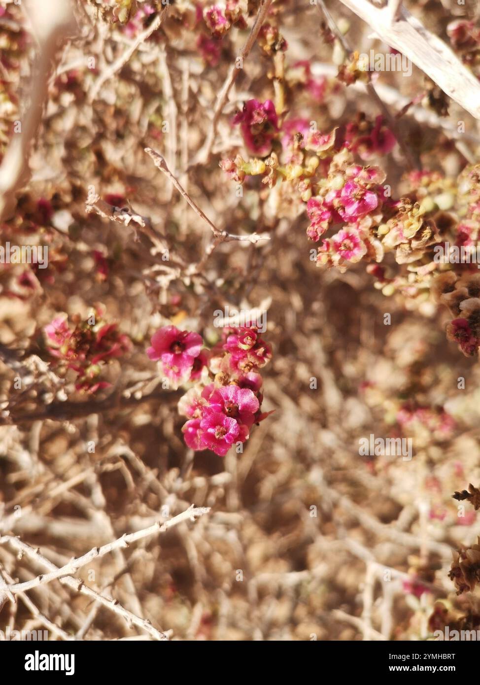 Saltworts hi-res stock photography and images - Alamy