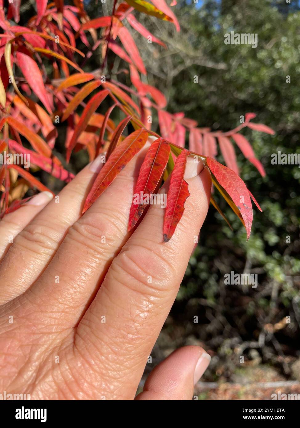Prairie flameleaf sumac (Rhus lanceolata Stock Photo - Alamy