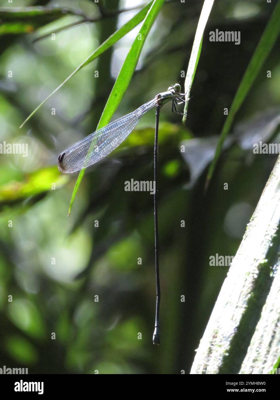 Mecistogaster hi-res stock photography and images - Alamy