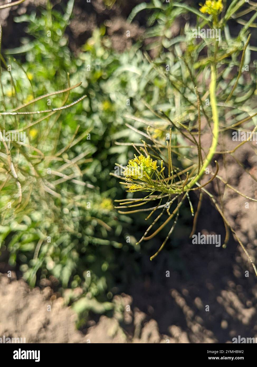 Sisymbrium irio hi-res stock photography and images - Alamy