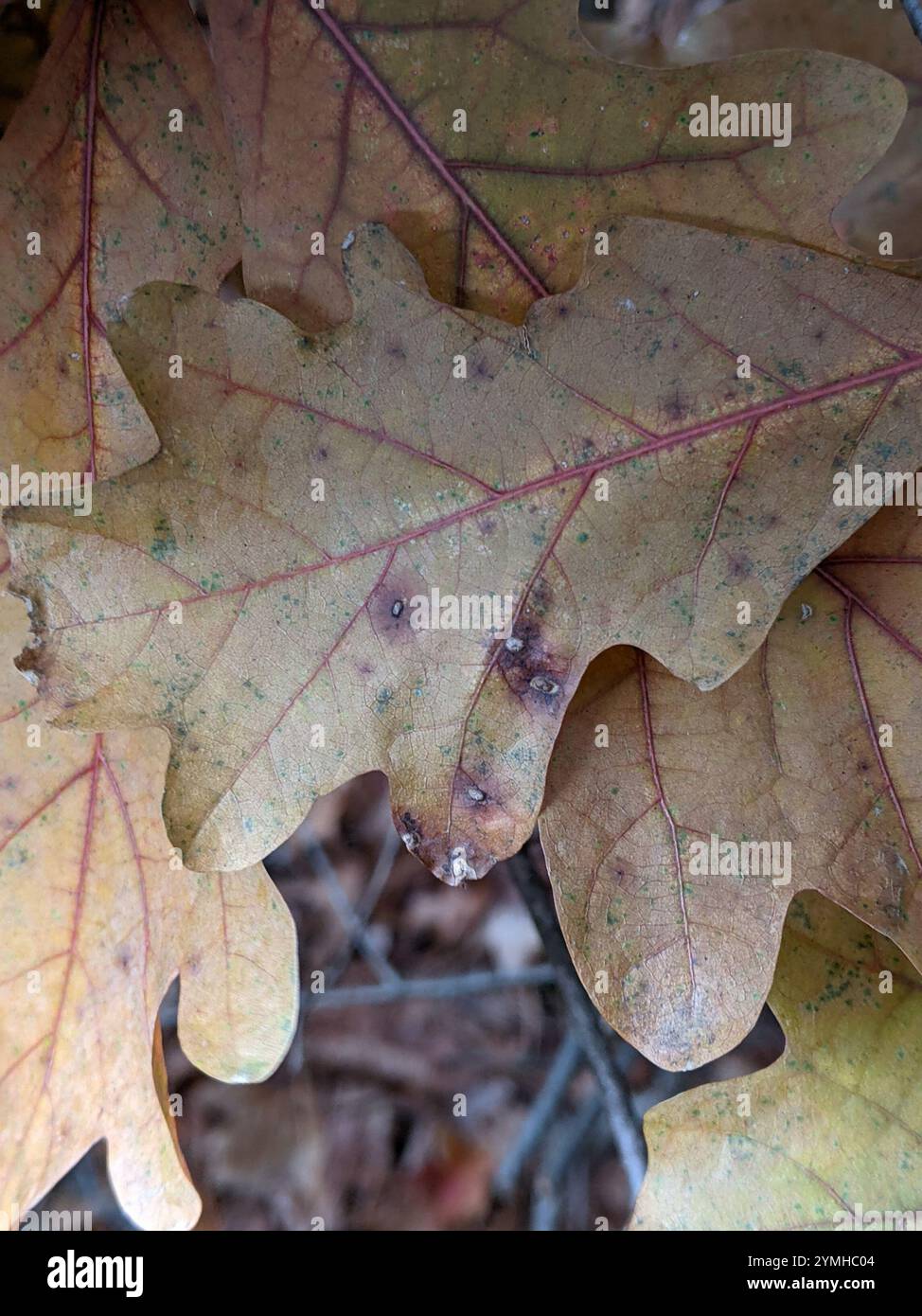 oak flake gall wasp (Neuroterus quercusverrucarum Stock Photo - Alamy