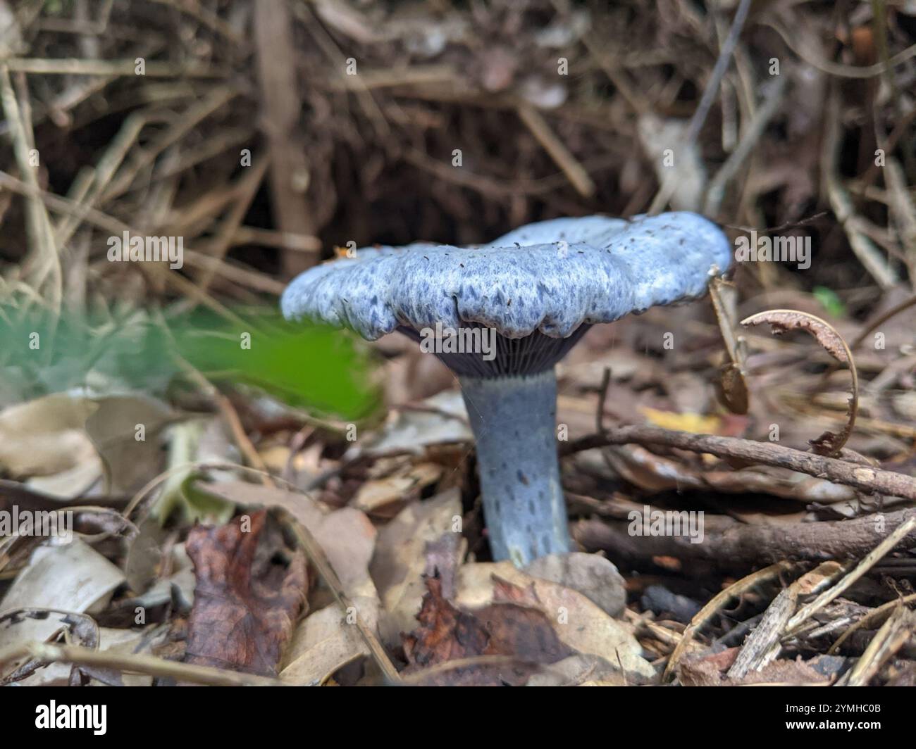 indigo milk cap (Lactarius indigo Stock Photo - Alamy