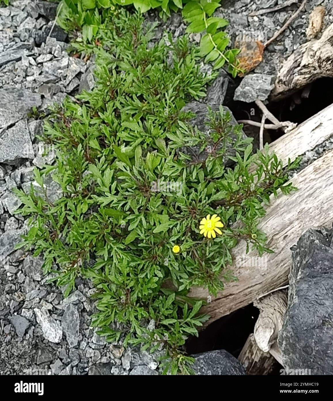 Shore Groundsel (Senecio lautus Stock Photo - Alamy