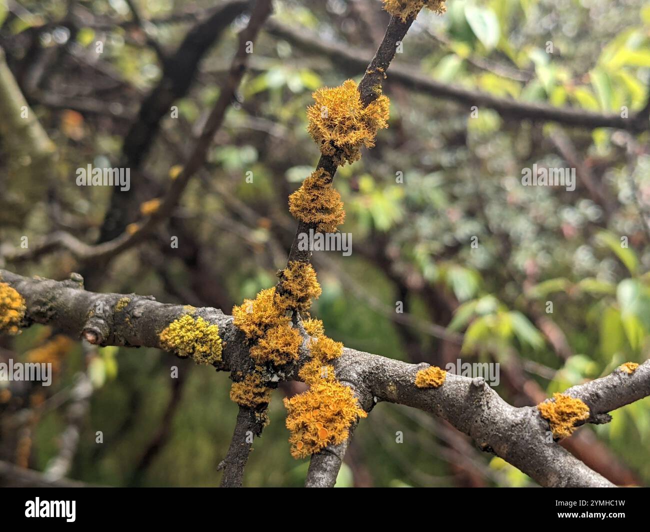 Polycauliona hi-res stock photography and images - Alamy