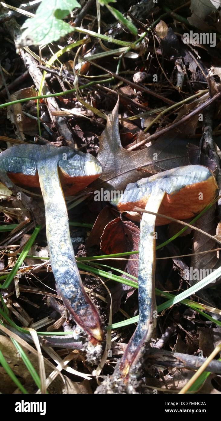 Red-mouth Bolete (Neoboletus subvelutipes Stock Photo - Alamy