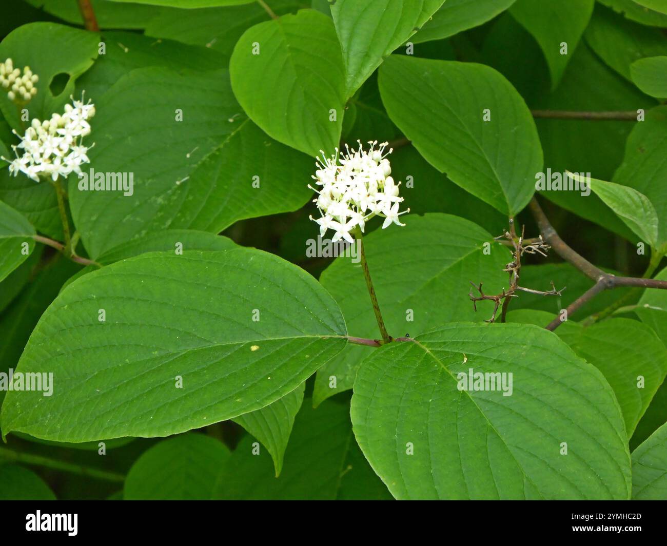 Round-leaved Dogwood (Cornus rugosa Stock Photo - Alamy