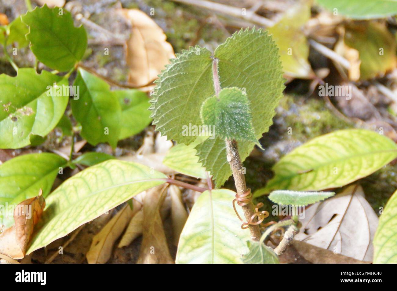Gympie Stinging Tree (Dendrocnide moroides Stock Photo - Alamy