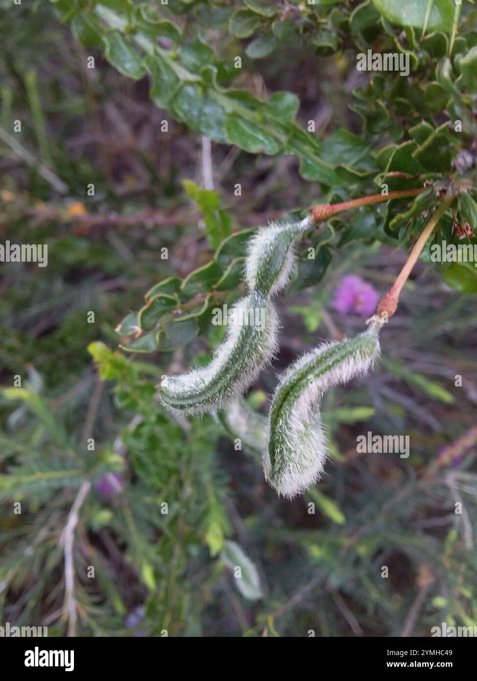 Kangaroo thorn (Acacia paradoxa Stock Photo - Alamy