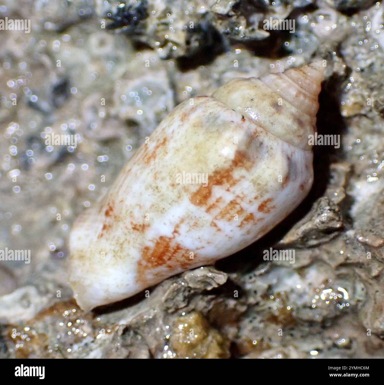 Variable Stromb (Canarium mutabile Stock Photo - Alamy