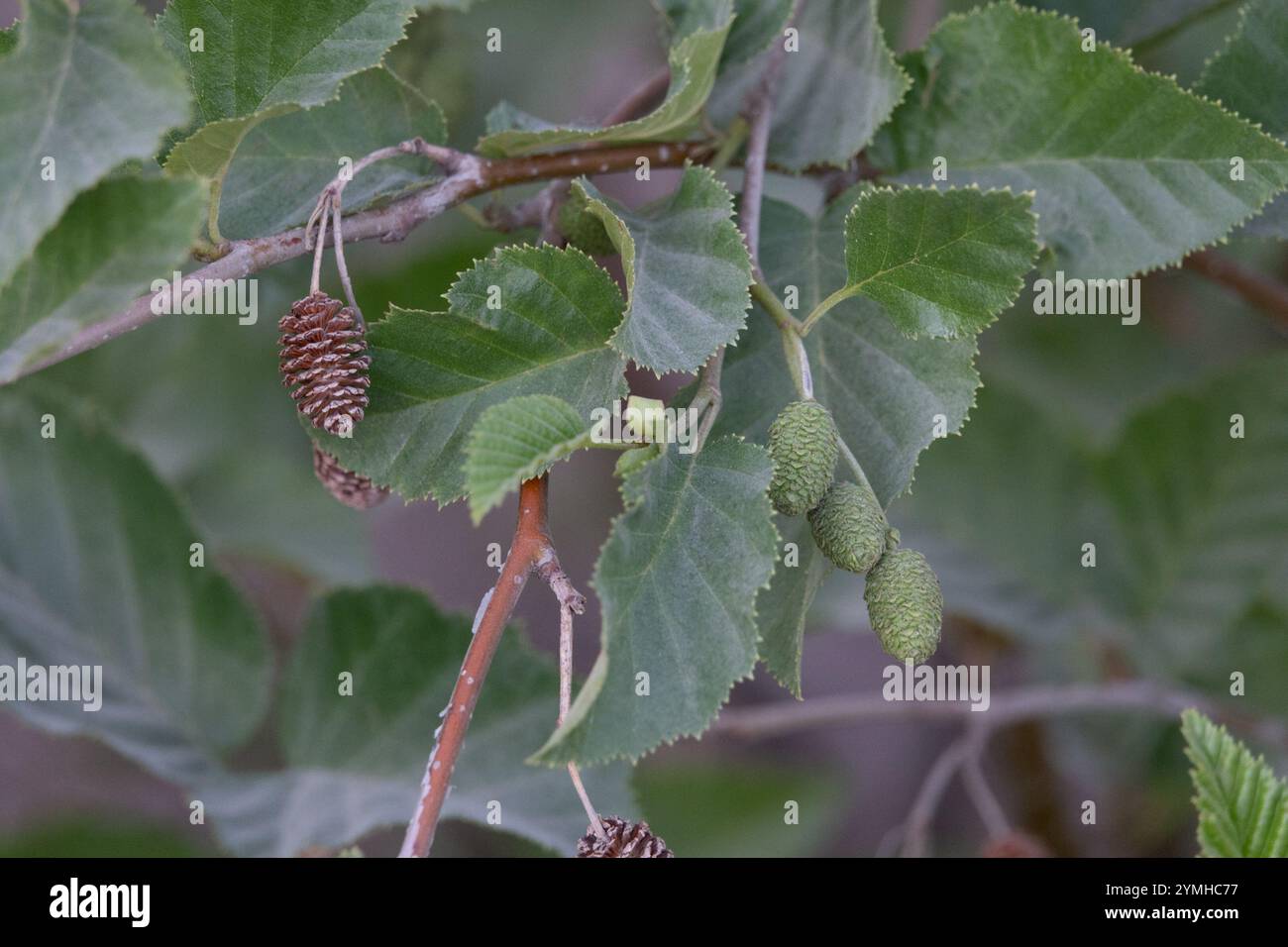 white alder (Alnus rhombifolia Stock Photo - Alamy