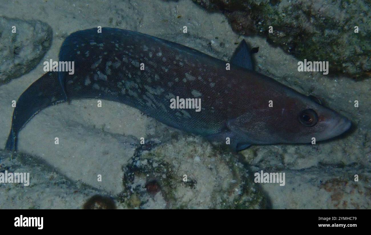 Greater Soapfish (Rypticus saponaceus Stock Photo - Alamy