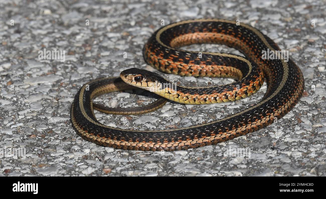 Common Garter Snake (Thamnophis sirtalis Stock Photo - Alamy