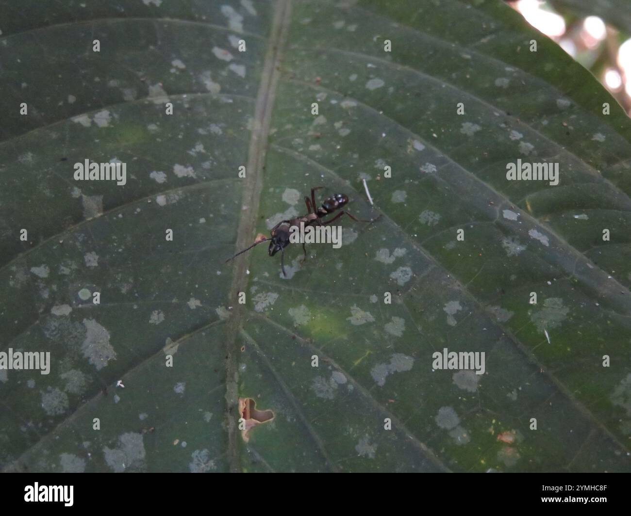 Panther ant hi-res stock photography and images - Alamy