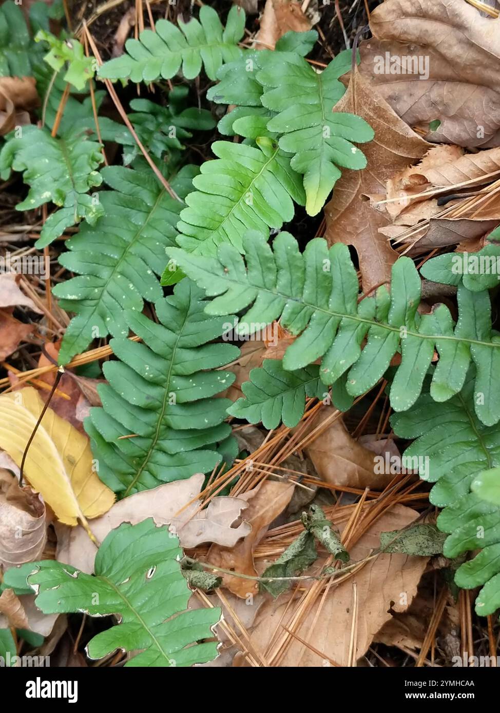 polypody ferns (Polypodium Stock Photo - Alamy