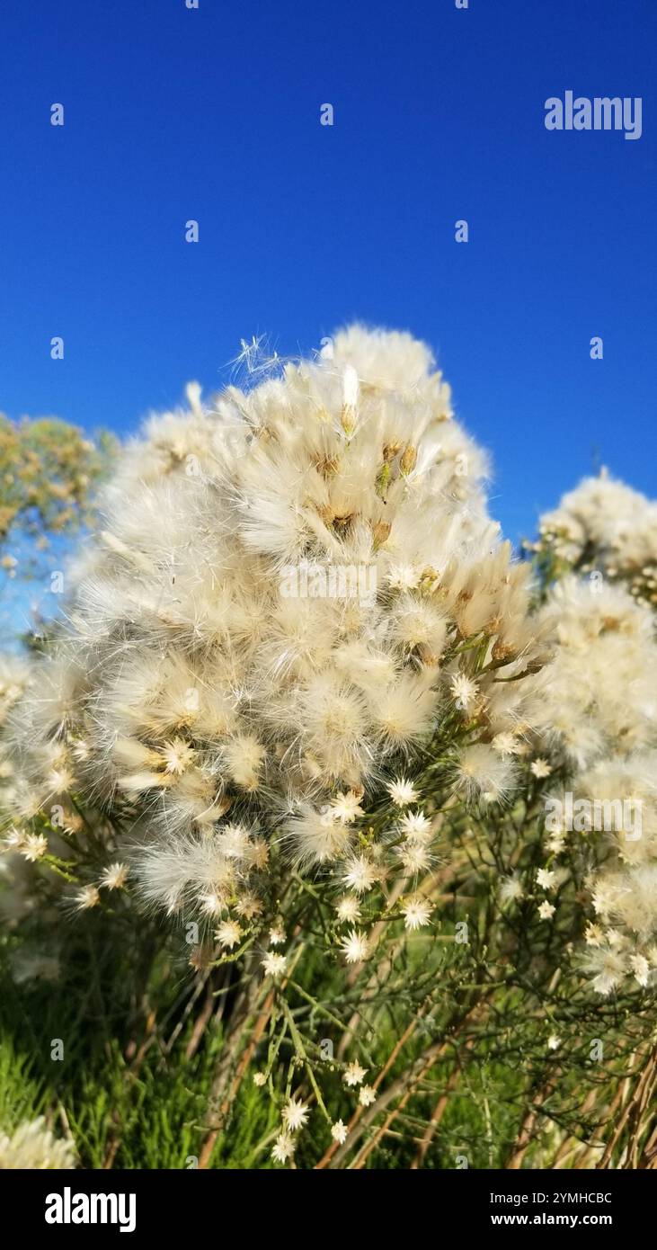 Desert Broom (Baccharis sarothroides Stock Photo - Alamy