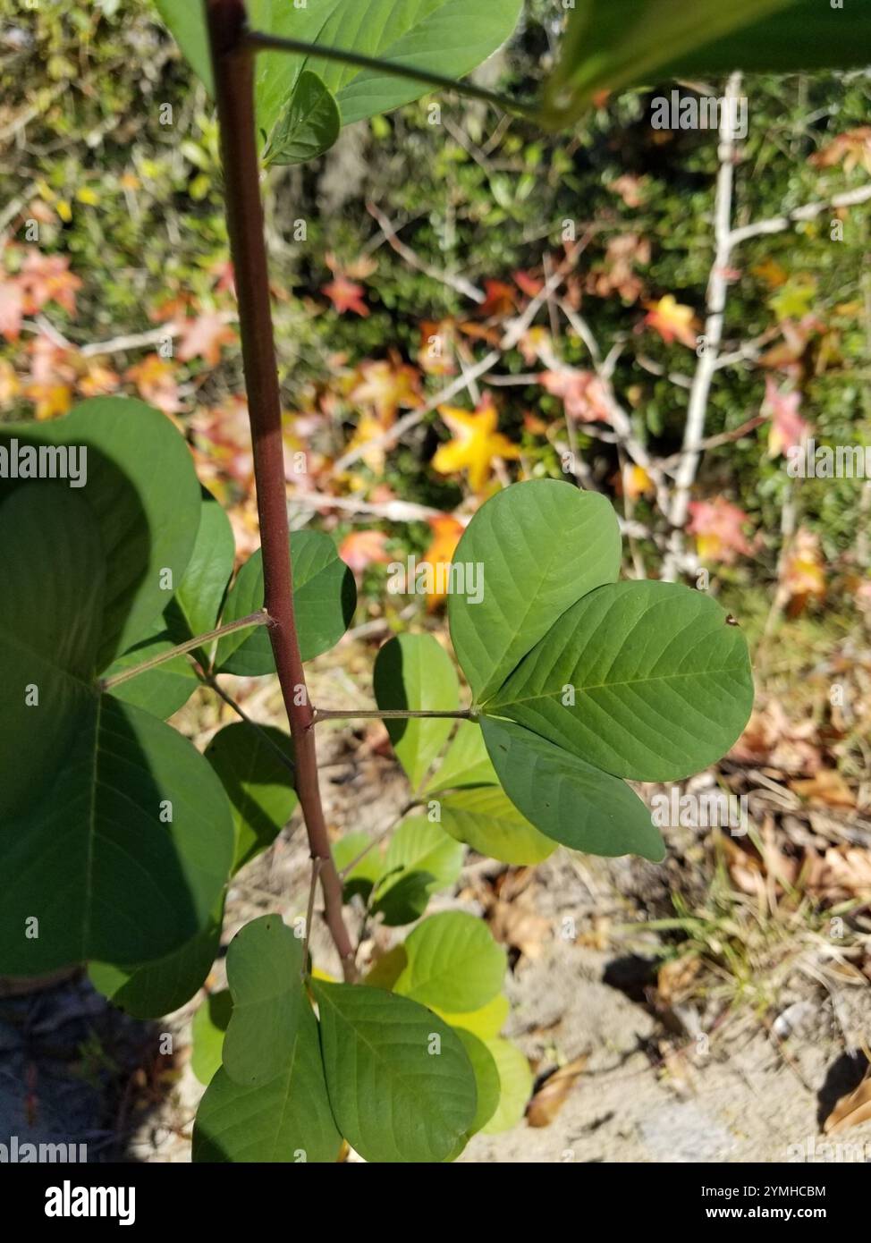 Crotalaria pallida hi-res stock photography and images - Alamy