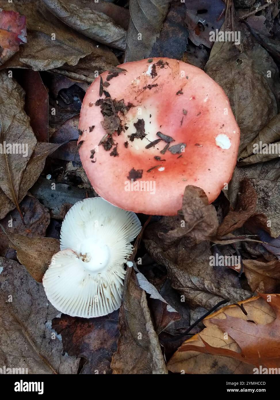 Fragile Brittlegill (Russula fragilis Stock Photo - Alamy