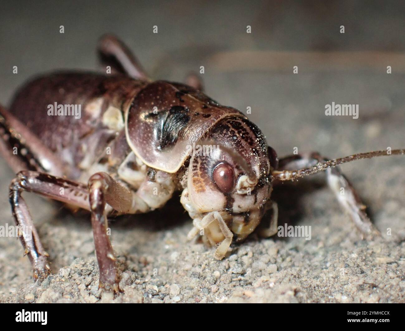 Great Grig (Cyphoderris monstrosa Stock Photo - Alamy