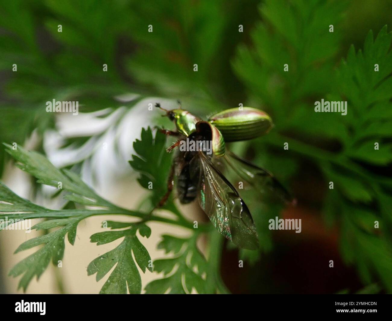 Pyronota hi-res stock photography and images - Alamy