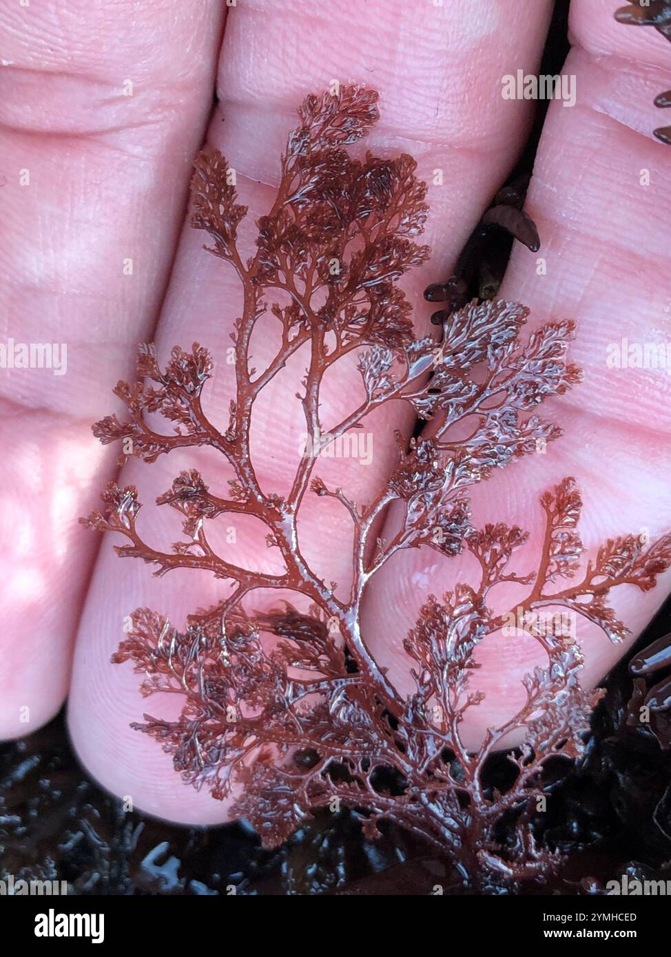 Microcladia hi-res stock photography and images - Alamy