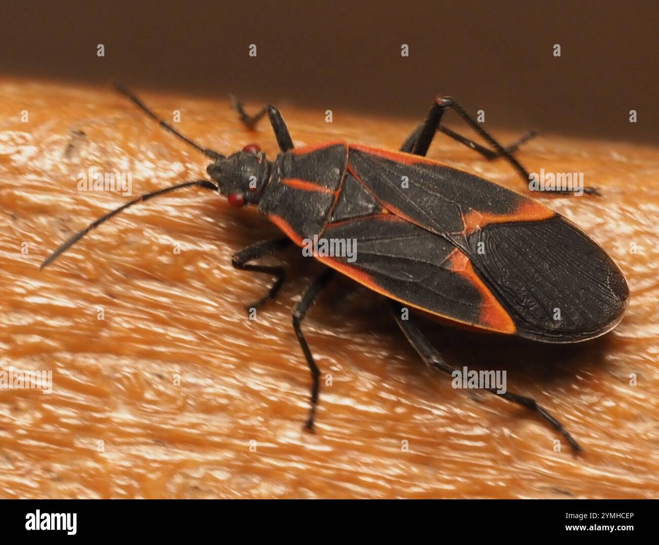 Eastern Boxelder Bug (Boisea trivittata Stock Photo - Alamy