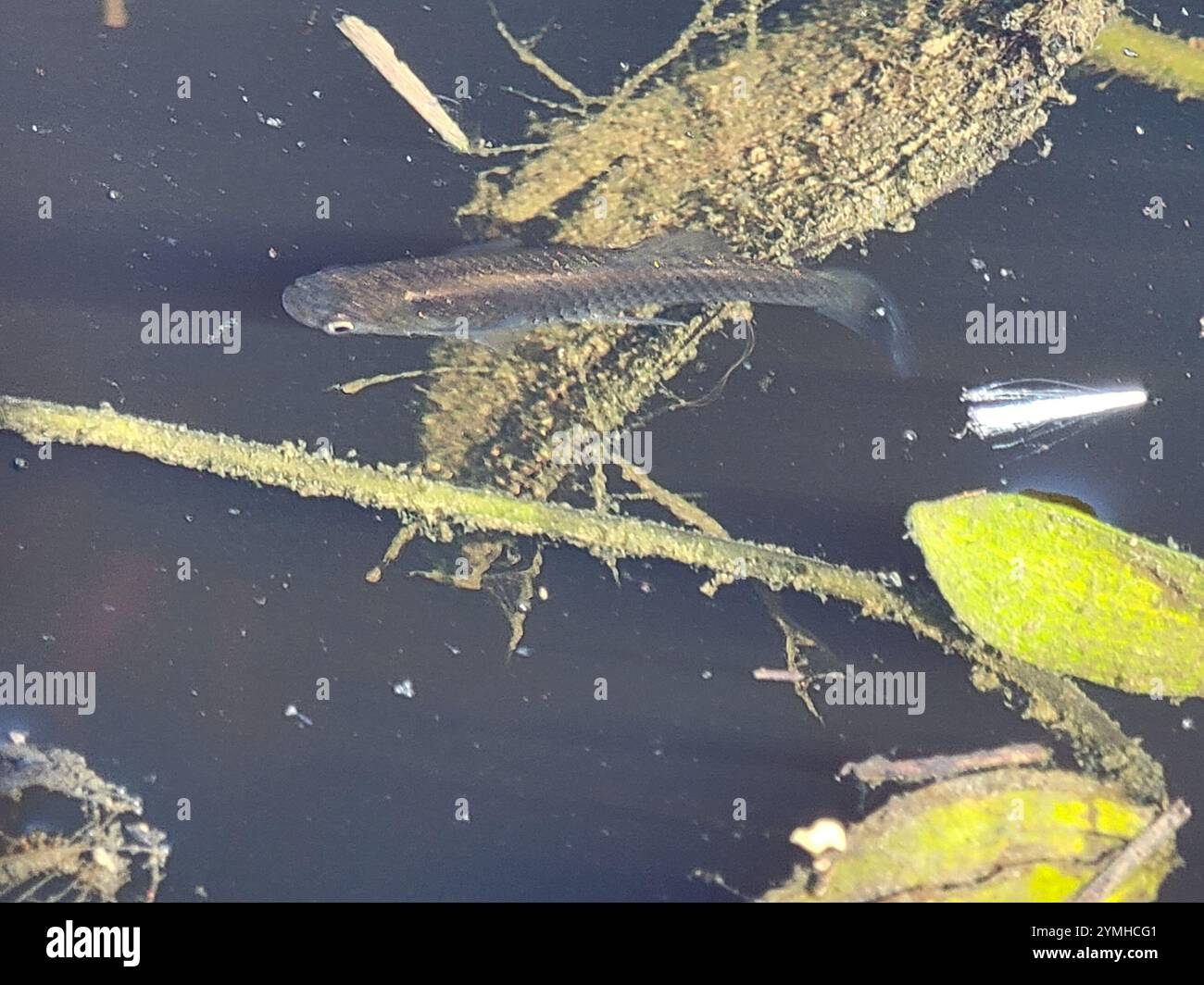 Western Mosquitofish (Gambusia affinis Stock Photo - Alamy