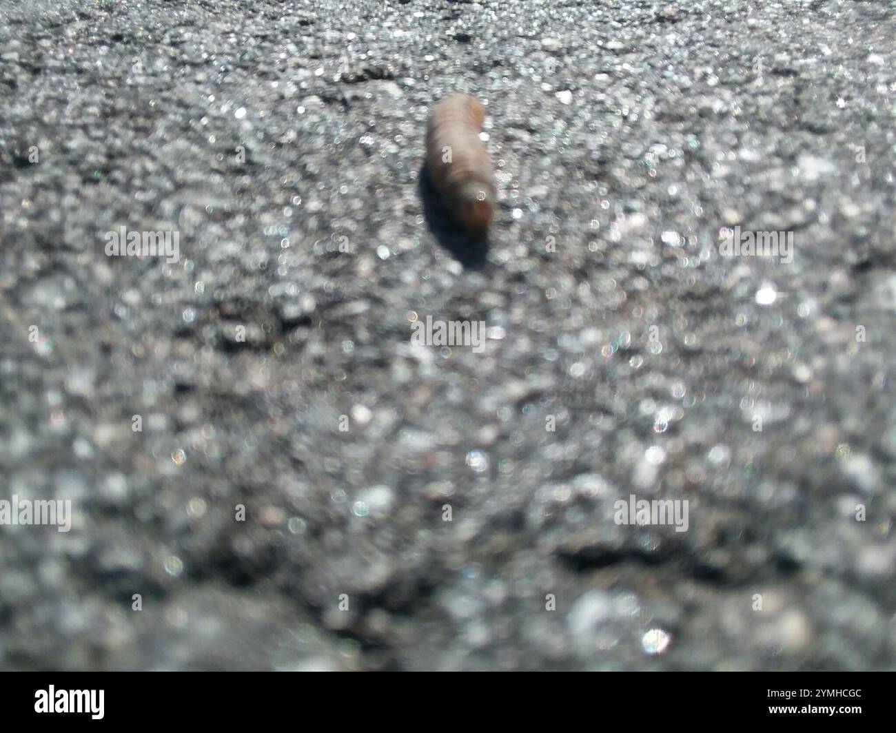 Cutworms and Dart Moths (Noctuinae Stock Photo - Alamy