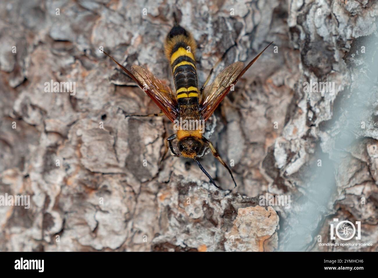 Asian Horntail (Eriotremex formosanus Stock Photo - Alamy
