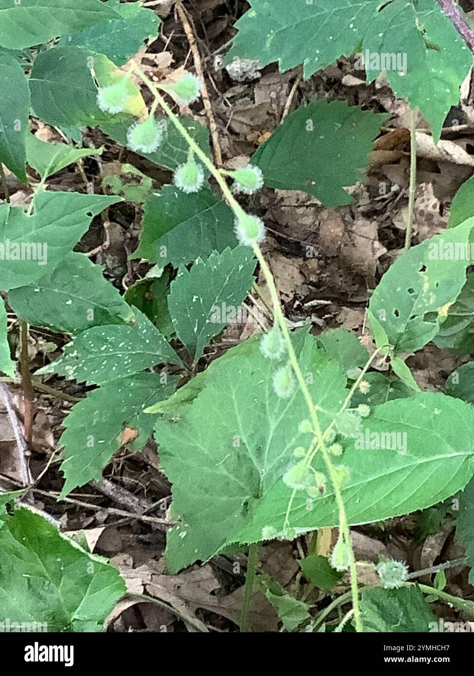 broadleaf enchanter's nightshade (Circaea canadensis Stock Photo - Alamy