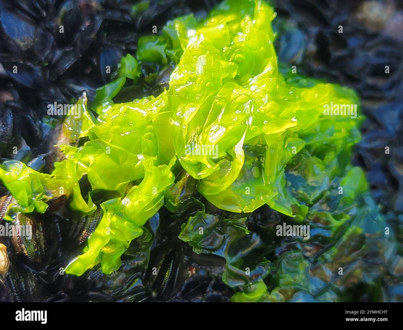 Broadleaf Sea Lettuce (Ulva lactuca Stock Photo - Alamy