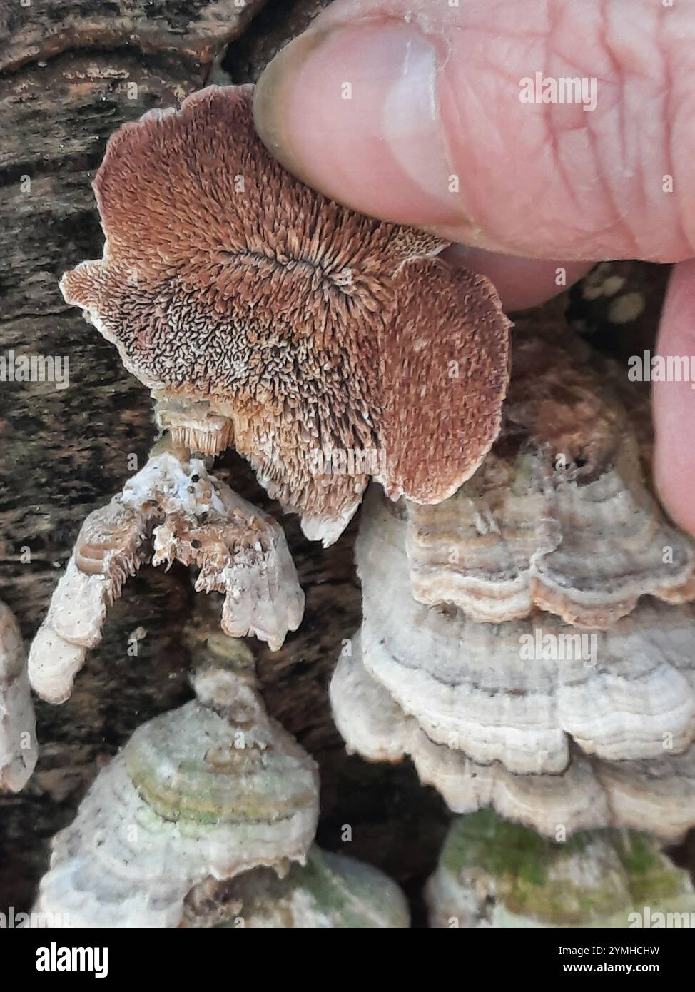 violet-toothed polypore (Trichaptum biforme Stock Photo - Alamy