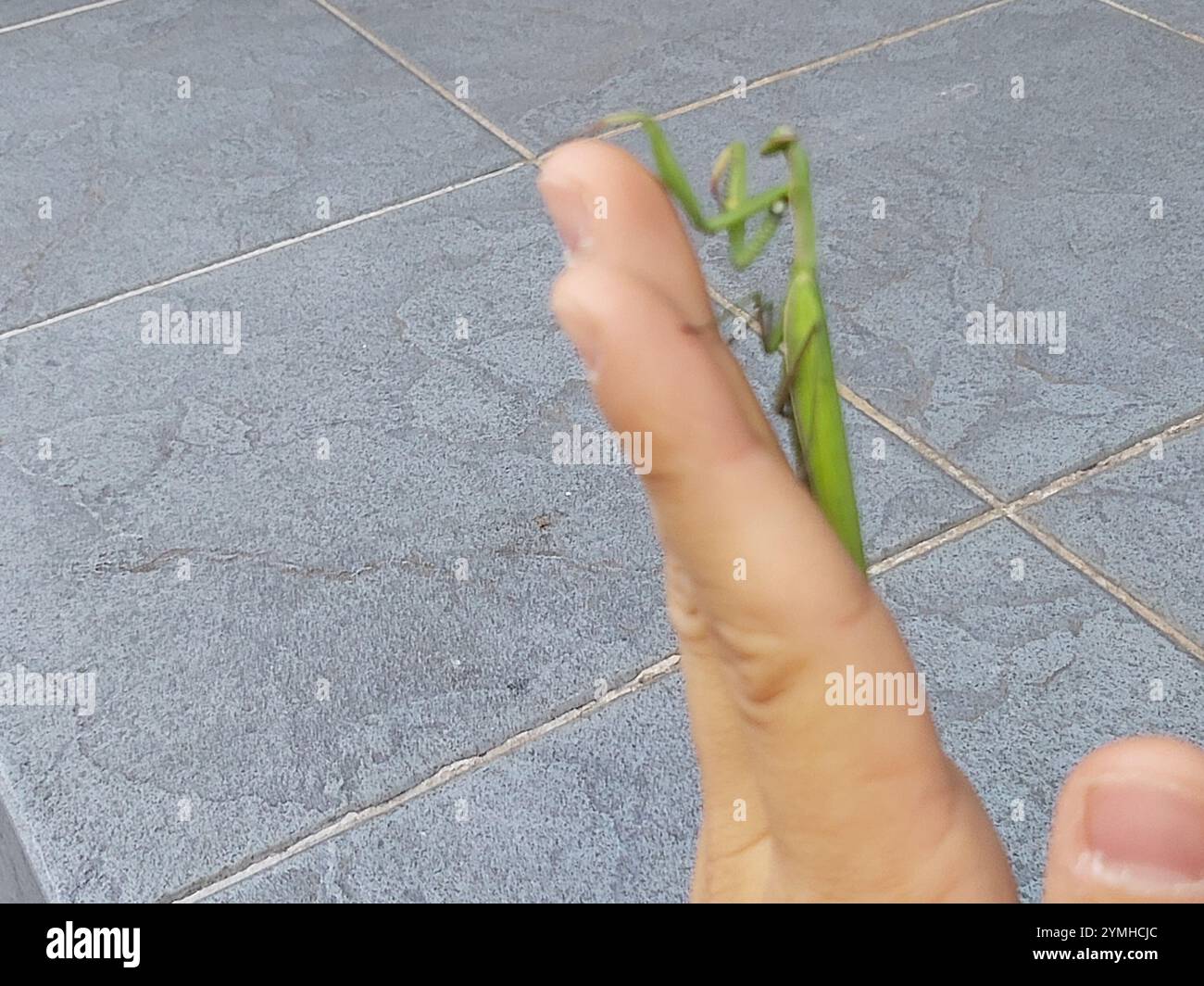 European Mantis (Mantis religiosa Stock Photo - Alamy