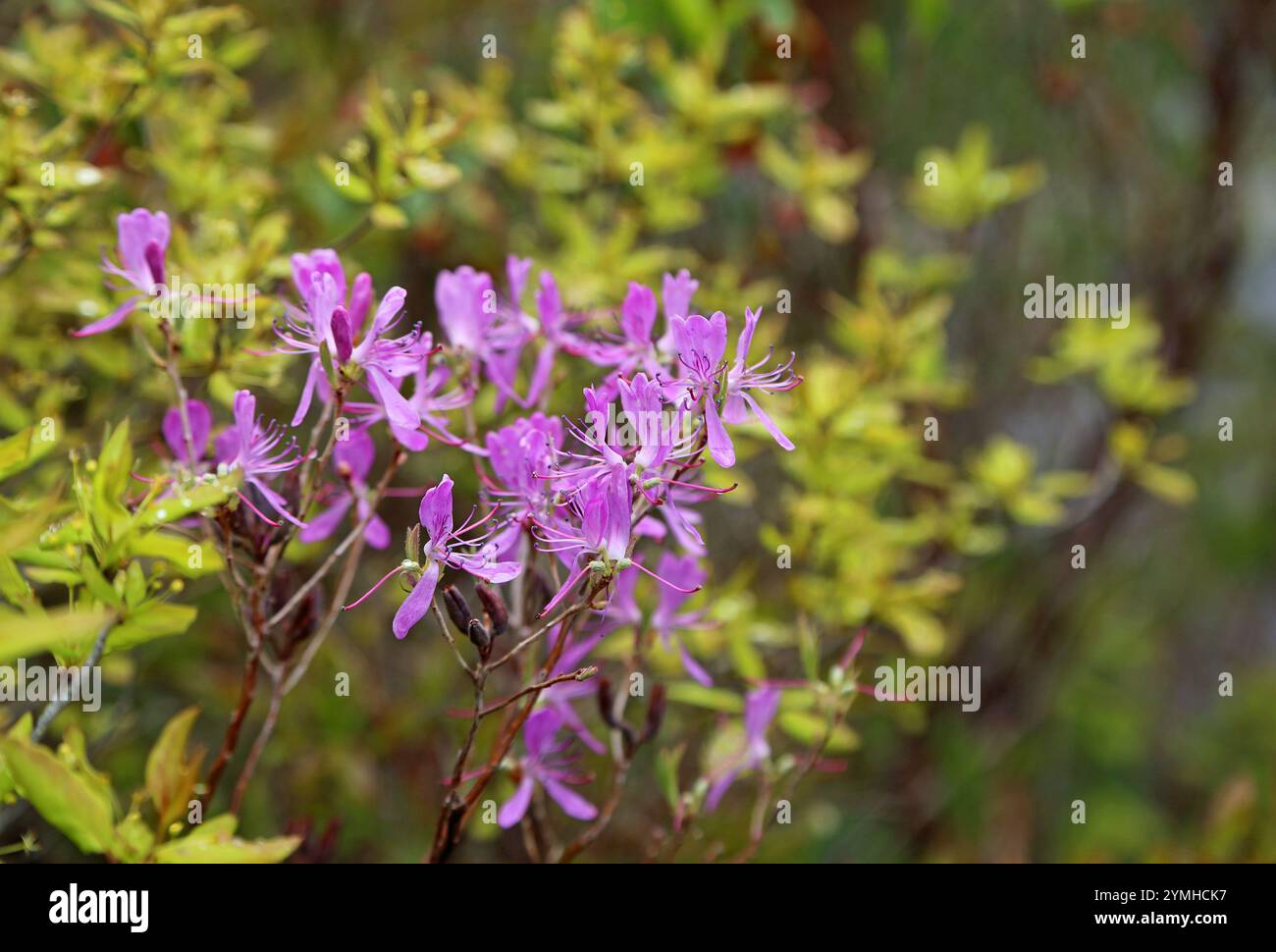Azalea Flowers - Maine Stock Photo - Alamy